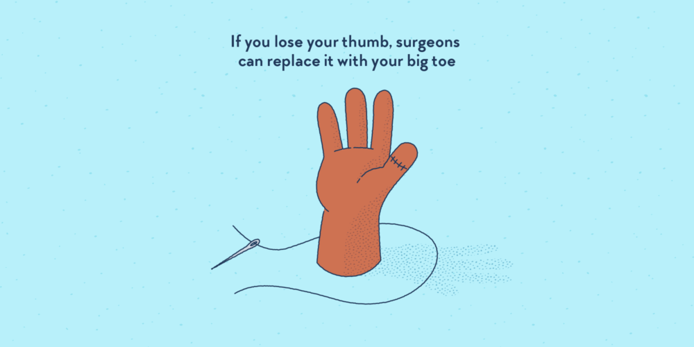 If you lose your thumb, surgeons can replace it with your big toe ...