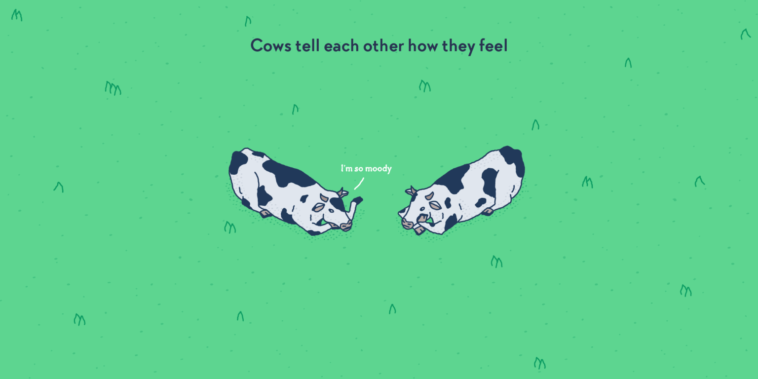 Cows tell each other how they feel – Factourism