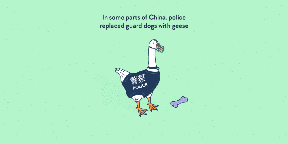 In some parts of China, police replaced guard dogs with geese – Factourism