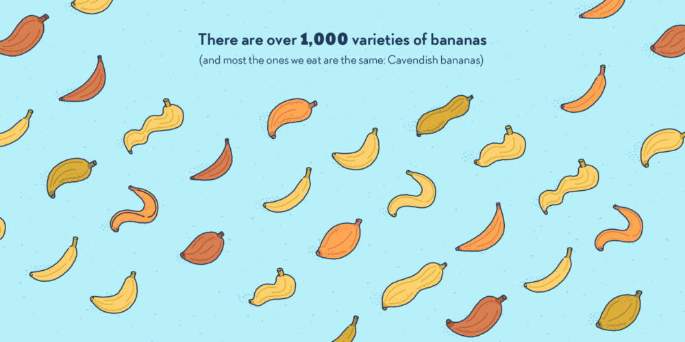 There are over 1,000 varieties of bananas – Factourism