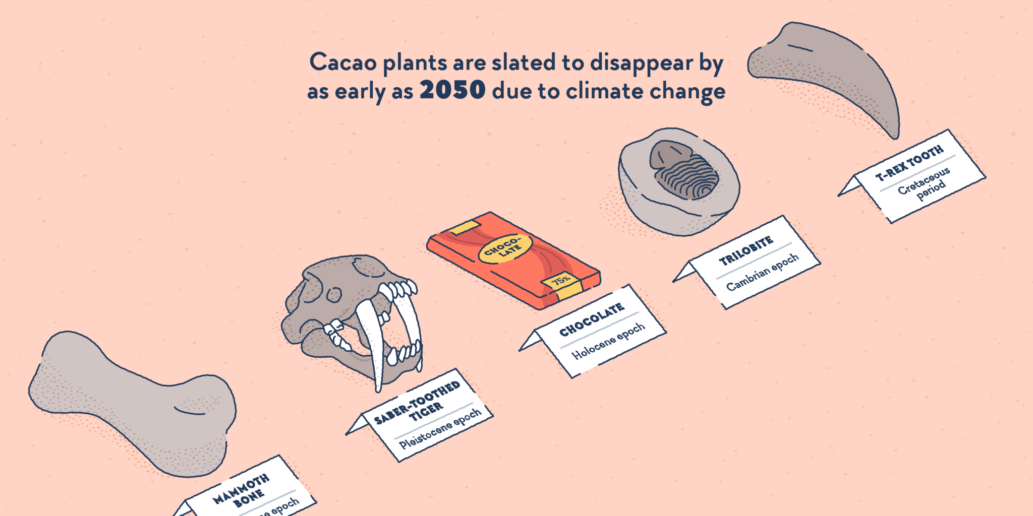 Cacao plants are slated to disappear by as early as 2050 due to climate ...