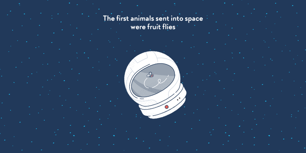 The first animals sent into space were fruit flies – Factourism